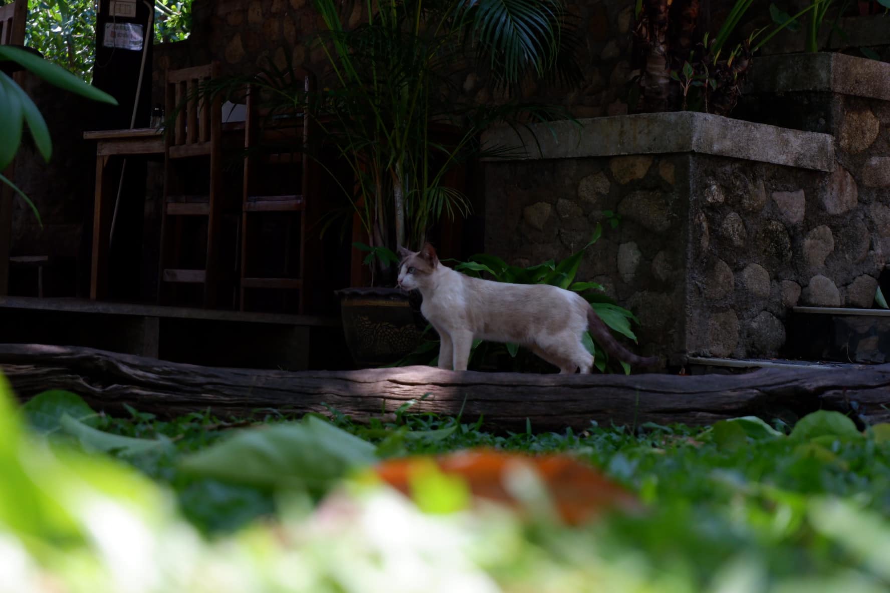 Web Portfolio Somchai Khongsap